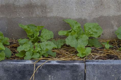 Vegetable Plot Next To The Wall Of The House Chinese Cabbage Growing