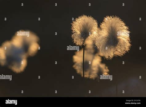 Cotton Grass Midnight Sun Summer Ilulissat Ilulissat Icefjord