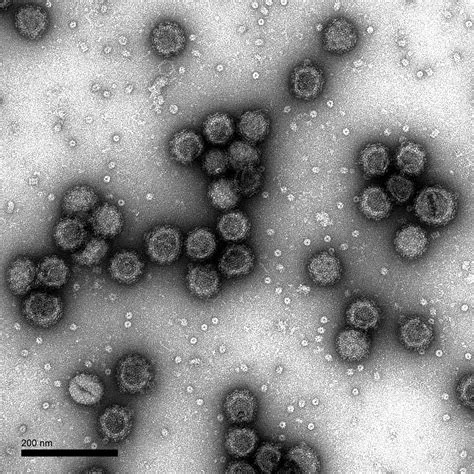 Our Virus Like Particles The Native Antigen Company