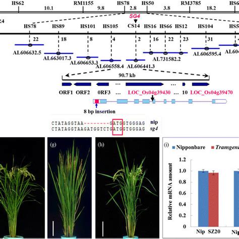 Pdf Characterization And Cloning Of Small Grain 4 A Novel Dwarf11 Allele That Affects