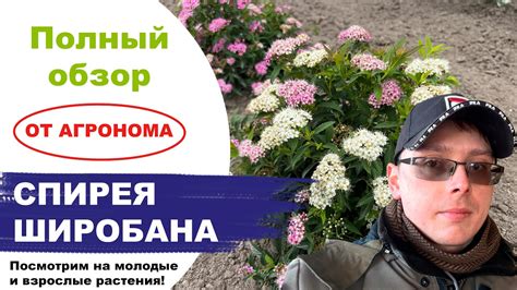 Спирея японская Широбана (Генпей). Обзор от агронома Егорьевского ...