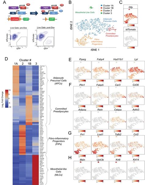 Figures And Data In Identification Of Functionally Distinct Fibro
