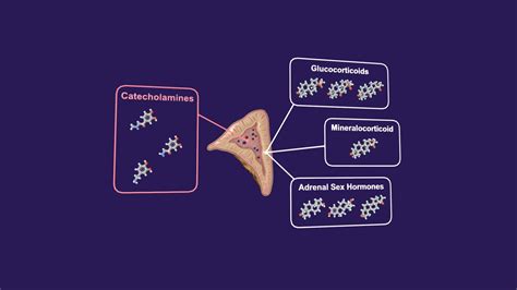 Types Of Corticosteroids 3d Model By N351son [d919a21] Sketchfab