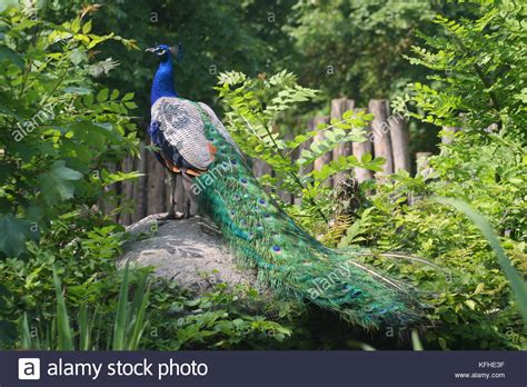 Pfau. prachtvoll seitlich Stock Photo - Alamy