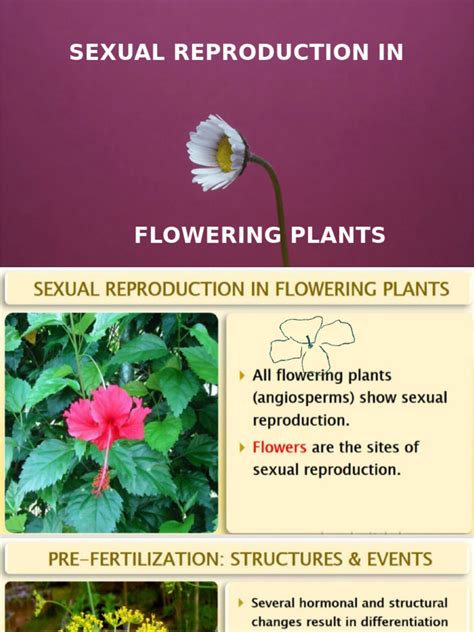 Sexual Reproduction Ppt 1 Pdf