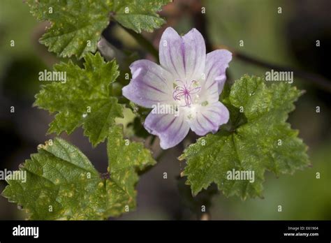 Malva Neglecta Banque De Photographies Et Dimages à Haute Résolution