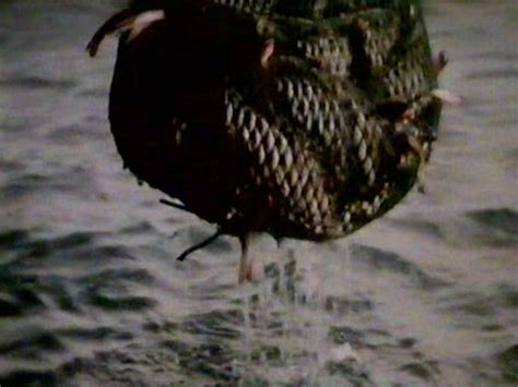 Birds Eye Cod In Sauce Tvark