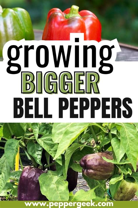 Want Bigger Peppers Learn Why Your Bell Peppers Are Small Artofit