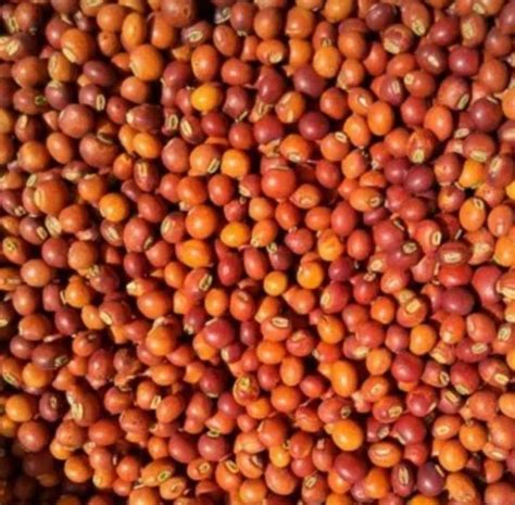 Red Gram Seeds