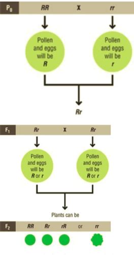 Single Trait Gene Inheritance Exam 3 Flashcards Quizlet