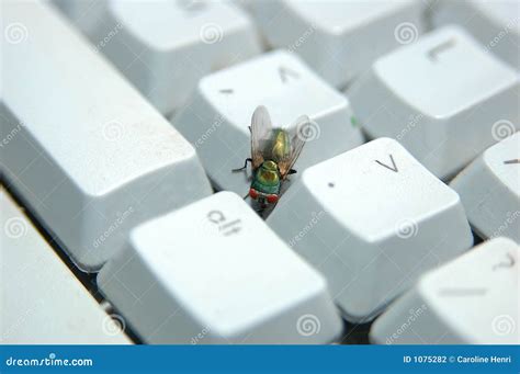Computer Bug Stock Photo Image Of Computers Insect Keyboard