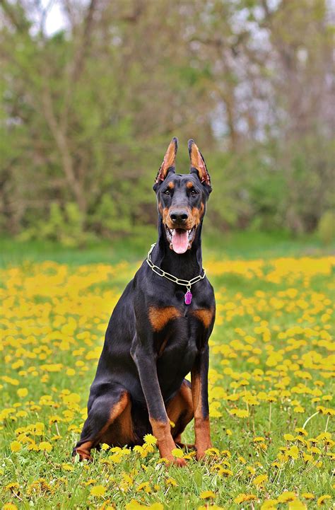 Doberman Protection