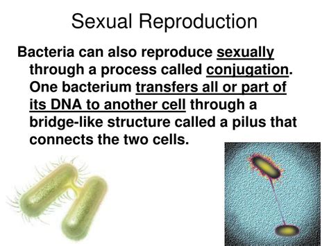 Ppt Bacteria Powerpoint Presentation Free Download Id3069609