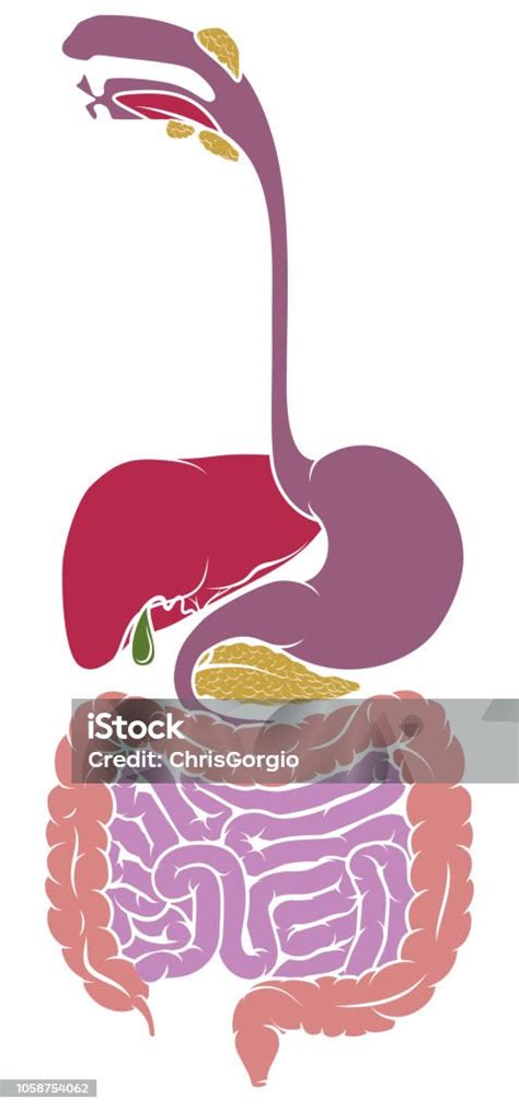 Human Anatomy Gastrointestinal Tract Diagram Stock Illustration