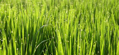 Wheatgrass Vs Wheat Understanding What You Can Eat Agriscaping