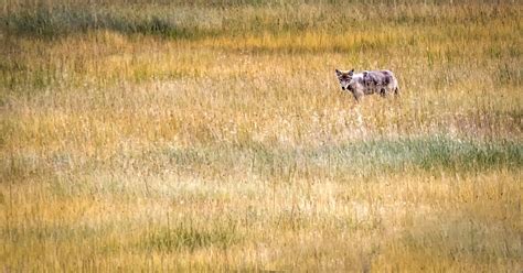 Scenarios To Protect Biodiversity And Ecosystem Services World