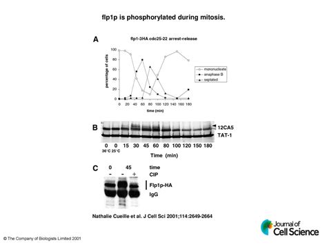 flp1p is phosphorylated during mitosis. - ppt download