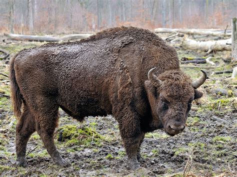Gyvūnai 🐾 Lietuvos Raudonoji Knyga