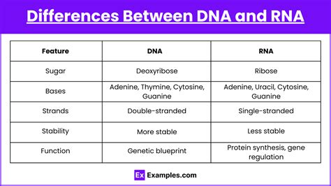 Unit 1 3 The Structure Of Dna And Rna Notes And Practice Questions Ap® Biology