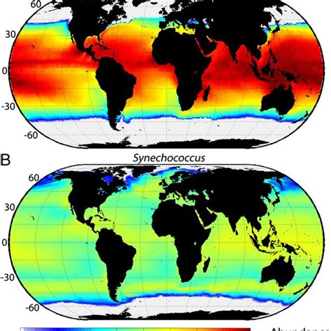 Present Global Distribution Of Prochlorococcus And Synechococcus Download Scientific Diagram