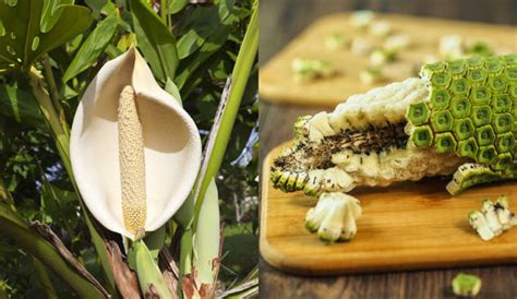 형형색색의 독특한 과일들