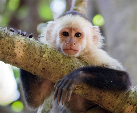 Primate