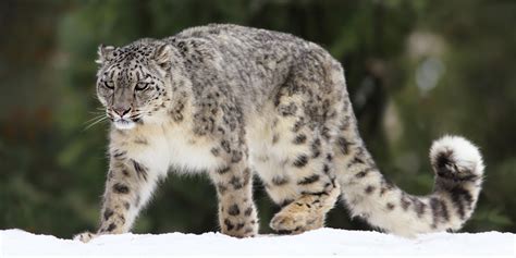 Snow Leopard Coat Online
