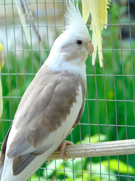 Whiteface Cinnamon Pied Cockatiel