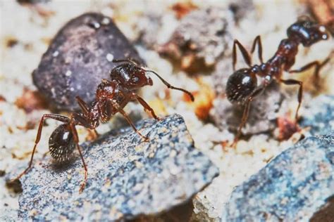 Northern Harvester Ant A Complete Guide To Ant Species In California