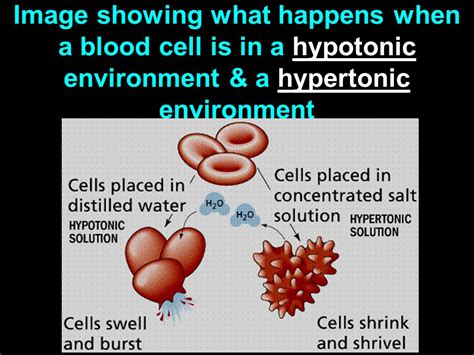 Questions If The Cell Membrane Is Like A Bouncer To A Club Then What