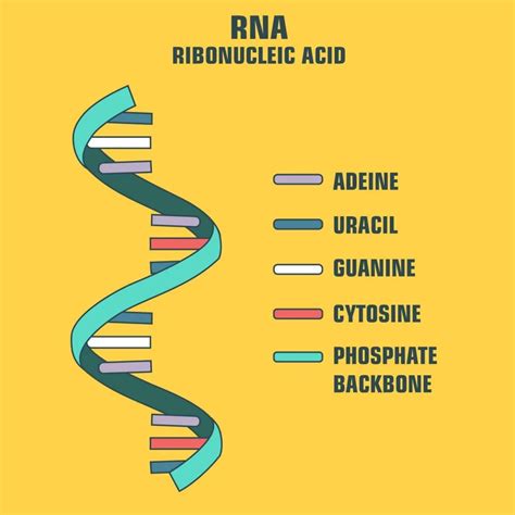 Draw Rna Structure Np