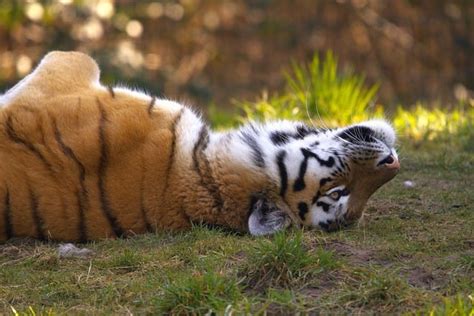 Tiger Cat Stripes Free Photo On Pixabay