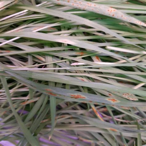 Plant Disaese Detection Object Detection Dataset By Ananya