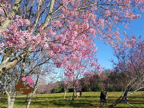 อัพเดท 3 ภูลมโล ซากุระเมืองไทย นางพญาเสือโคร่ง กกสะทอน