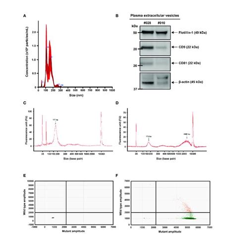 Characterization Of Extracellular Vesicles Extracellular Vesicle Dna