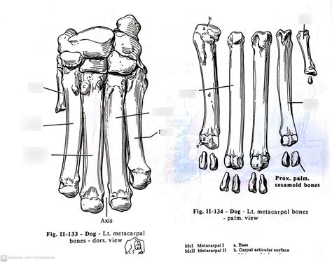 Canine Metacarpal Bones Diagram Quizlet