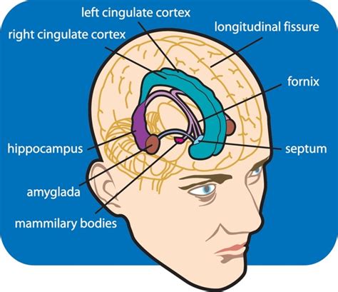 Sex Guns And Semiotics Zouch Zouch