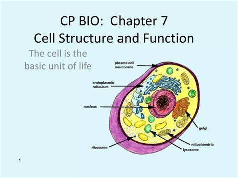 PPT CP BIO Chapter Cell Structure And Function PowerPoint Presentation ID