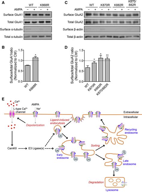 Activity Dependent Ubiquitination Of Glua1 And Glua2 Regulates Ampa Receptor Intracellular