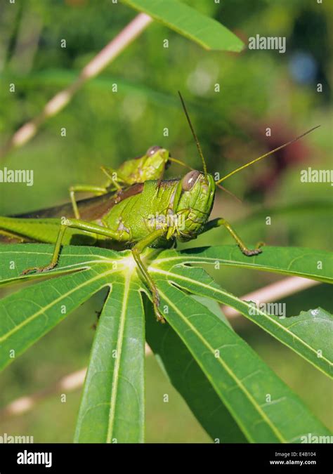 Green Grasshopper Eats Leaf Of Manioc In Costa Rica Central America