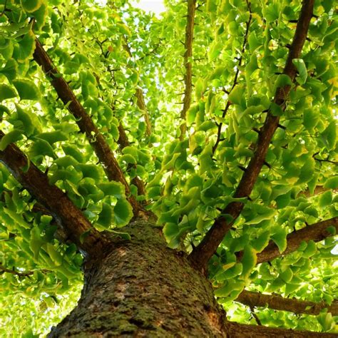 Population Structure Analysis With Omicsbox