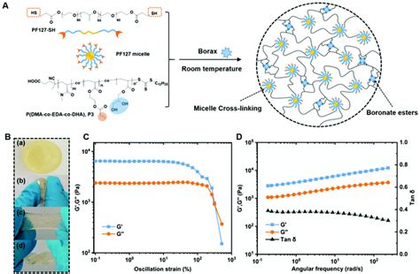 Dual Faced Borax Mediated Synthesis Of Self Healable Hydrogels Merging Dynamic Covalent Bonding