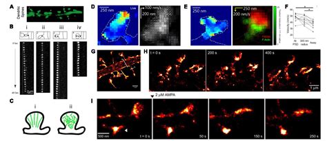 Figure 8 From Direct Visualization Of Actin Filaments And Actin Binding