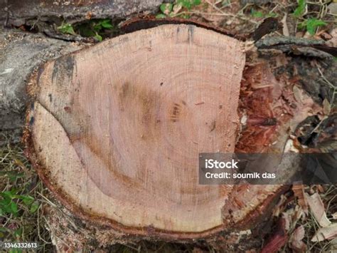 나무 그루터기에 아름다운 원 질감 그루터기 식물 부위에 대한 스톡 사진 및 기타 이미지 그루터기 식물 부위 제거 0명 Istock