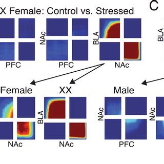 Inter Brain Region Differential Expression Patterns Reveal Sex Specific Download Scientific