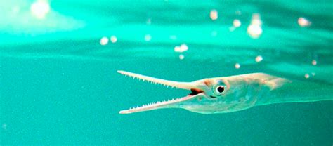 Needlefish Wikipedia