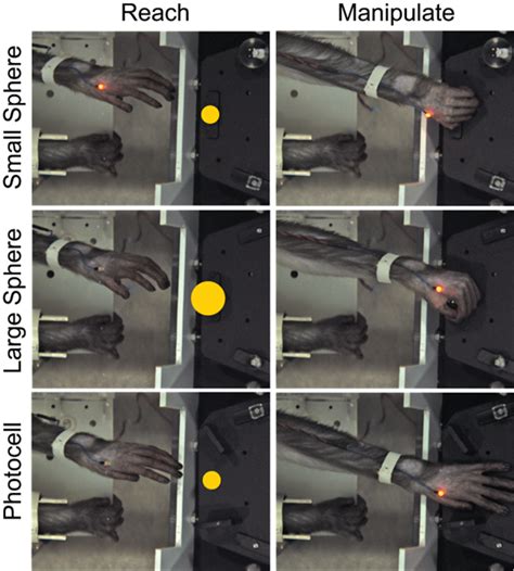 Spatio Temporal Organization Of Neural Activity In Frontal Motor Areas