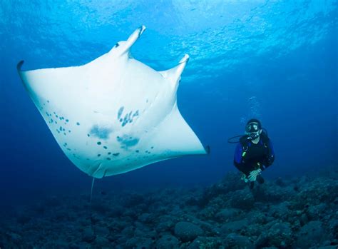 Swim With Manta Rays In Hawaii A Bucket List Wildlife Adventure
