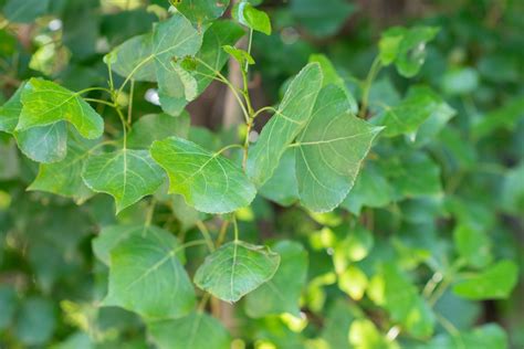 Tower Poplar Leaves