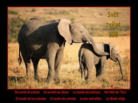 Svet Zvirat 108ppsx Fichier Pps